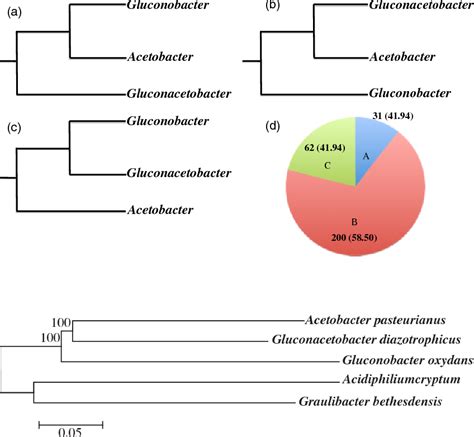Gluconacetobacter Semantic Scholar