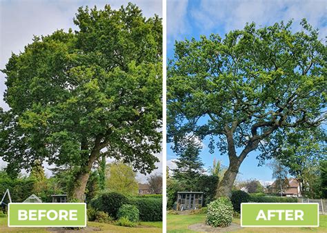 Our Portfolio We Love Tree Care Sabre Tree Surgery