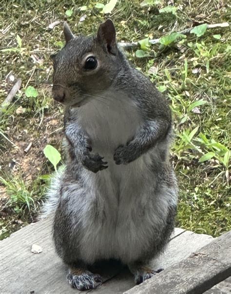 Cute And A Little Fluffy Rsquirrels