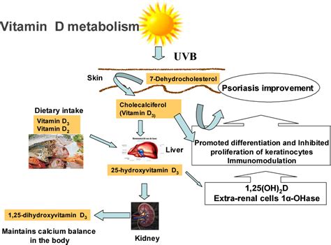 Diagram Of Vitamin D Synthesis