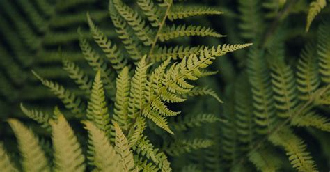 가벼운 고사리 관목 나무 무성한 비 성장 순수 식물군 식물원 아름다운 자연 아포 야외에서 양치식물 어두운 여름 열대의 엽상체 이파리 자연