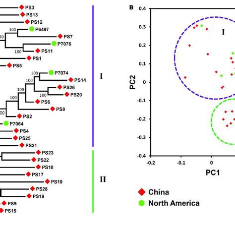 Population Structure In P Sojae A Phylogenetic Analysis Of P