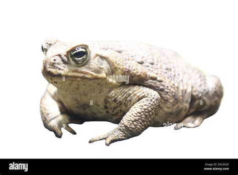 The Cane Toad Rhinella Marina Also Known As The Giant Neotropical