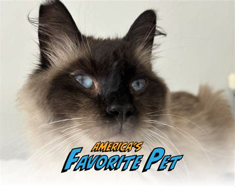 Simon Americas Favorite Pet