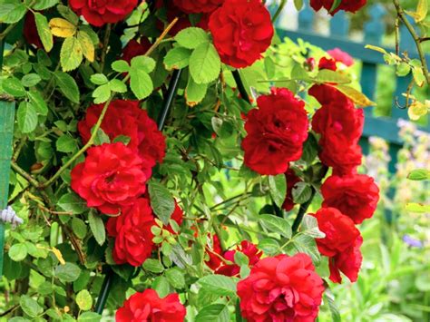 Don Juan Climbing Rose Rosa Don Juan Level Up Garden