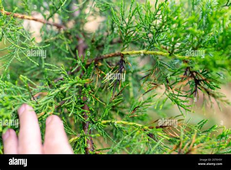 Juniper Rust Caused By Gymnosporangium And Lophodermium Fungi On