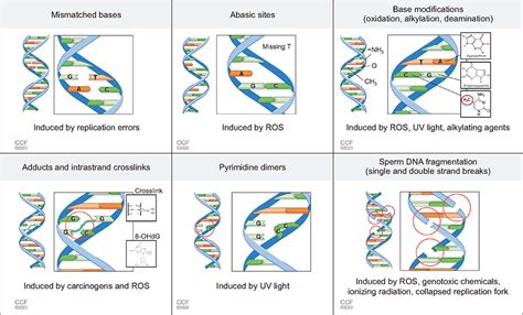 Sperm Dna Fragmentation A New Guideline For Clinicians Sperm Dna Fragmentation A New Guideline For Clinicians