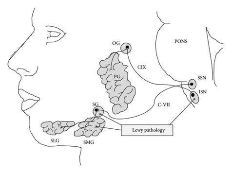The Preganglionic Parasympathetic Cell Bodies Responsible For Download Scientific Diagram