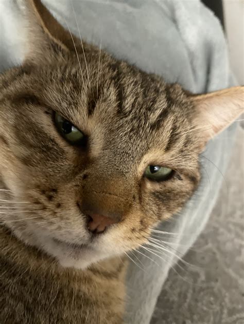 Mogging Cat Memes Imgflip