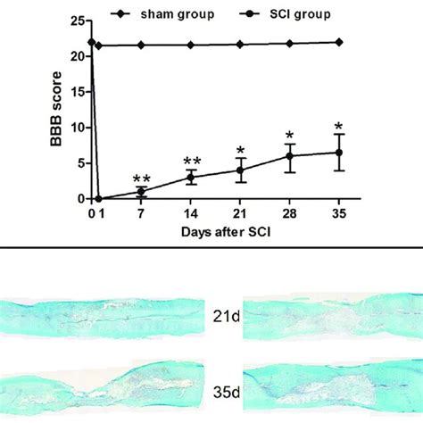A B Behavioral Analysis Of The Rats After Sci And Spinal Cord Lfb