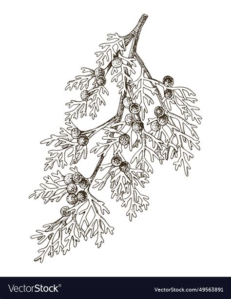 Juniperus Scopulorum Hand Drawn Tree Branch Vector Image