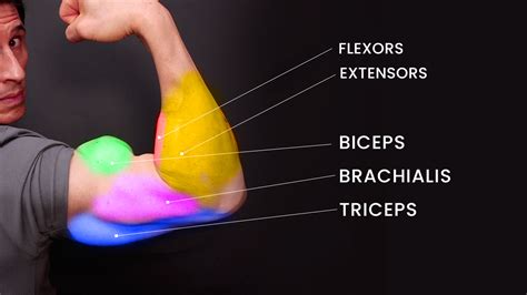 Bicep And Tricep Muscles