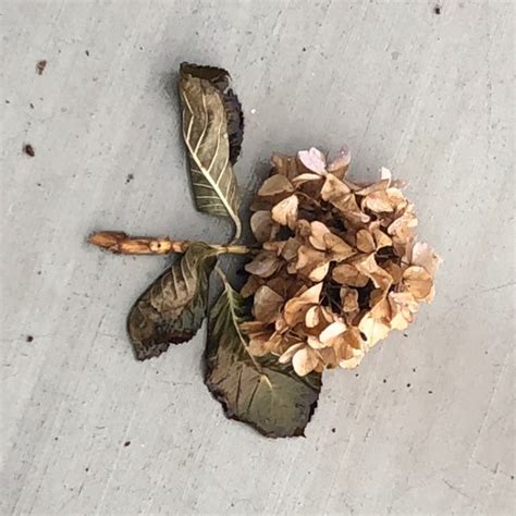 Stream Miss Connection Music Listen To Songs Albums Playlists For Free On SoundCloud