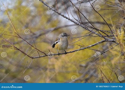 Patagonian Mockingbird Stock Image Image Of Pampas 180276063