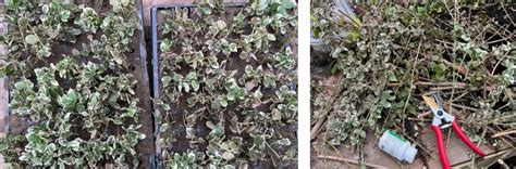 Plant Propagation And Planting Growing Our Retirement Nursery