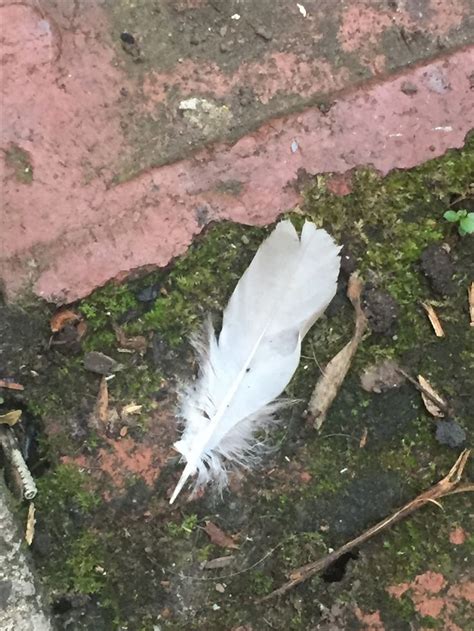 Best Angel Wings Images On Pinterest Angel Wings Art Gallery And Art Glass Sculpture