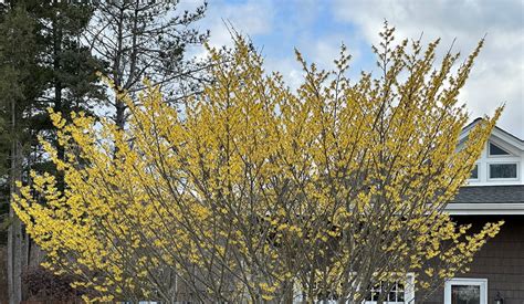 Witch Hazel Tree
