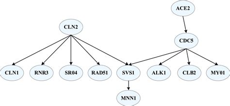 Yeast Cell Cycle Sub Network15 Download Scientific Diagram