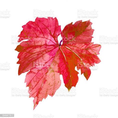 모든 인쇄를 위해 흰색 배경 그림에 고립 된 붉은 포도 잎 수채화 0명에 대한 스톡 벡터 아트 및 기타 이미지 0명 가을