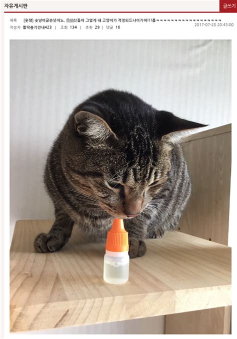 반성의 기미없는 ‘고양이 학대 워마드 회원 근황 사진 4장 포스트쉐어