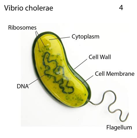 Vibrio Cholerae Labelled Diagram