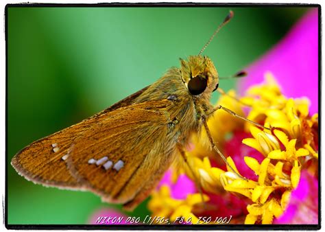 수풀떠들썩팔랑나비 팝코넷 포토 갤러리
