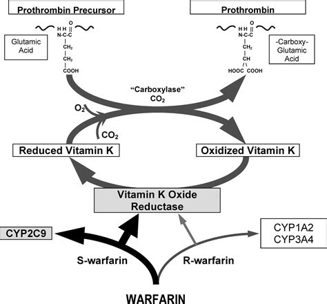What Is Vitamin K Epoxide Reductase At John Dumas Blog