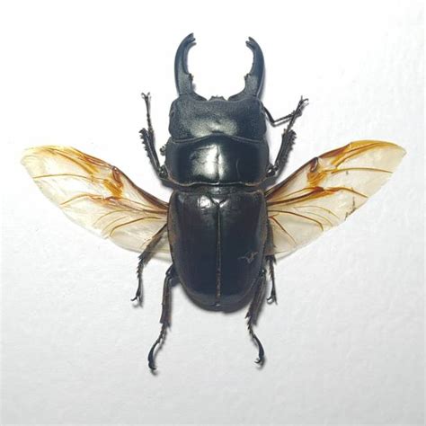 Jual Awetan Serangg Asli Taxidermy Kumbang Capit Taurus Spread