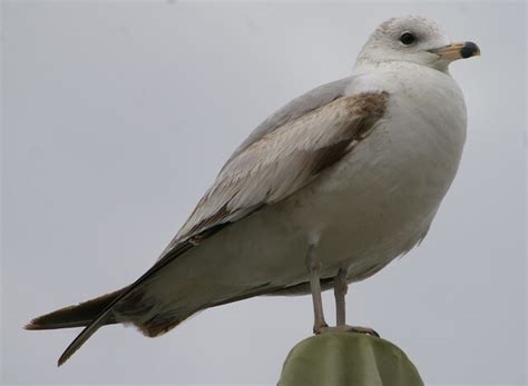 Ring Billed Gull