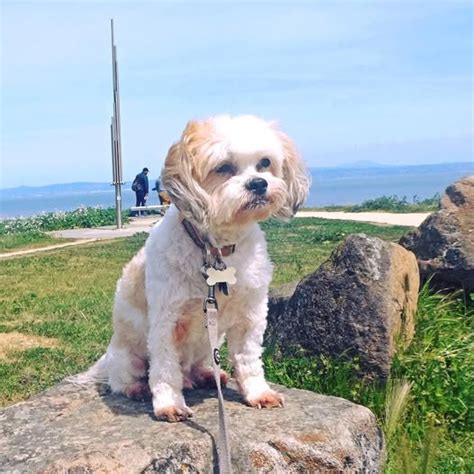 Lil 🙂 😃 Barneys Wonderful Memories