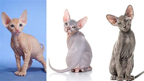 Razas De Gatos Sin Pelo Conoce Al Gato Elfo El Sphynx El Bambino Y
