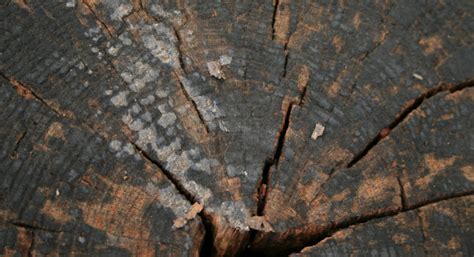 FREE 34 Tree Ring Texture Designs In PSD Vector EPS