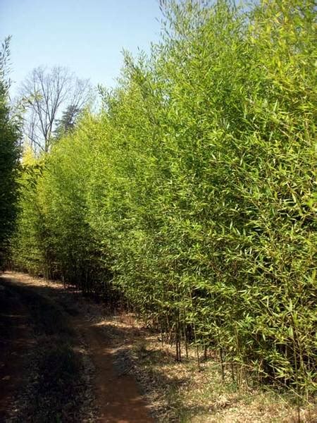 فروش بامبو نی خیزران