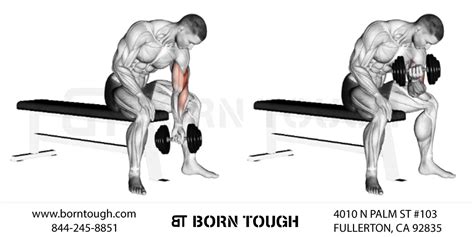 How To Train Outer Bicep Best Exercises For Bicep Long Head Born Tough