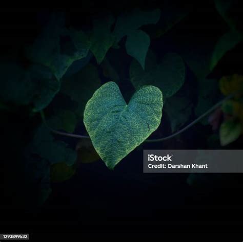 어두운 그림자와 숲에서 심장 모양 녹색 잎의 가까이 보기 0명에 대한 스톡 사진 및 기타 이미지 0명 관목 그림자 Istock