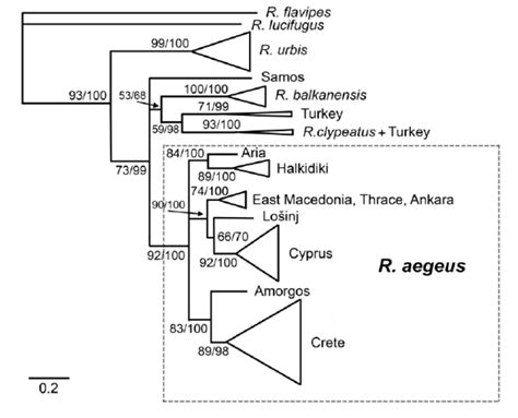 Maximum Likelihood And Bayesian Phylogenetic Tree Topologies Are
