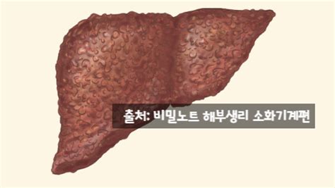 의학용어 Lc Liver Cirrhosis 간경화 ㅣ간의 구조와 기능까지 네이버 블로그