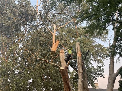 Tree Trimming Season In Northern Utah Arbor Pro
