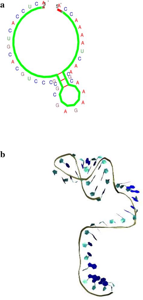 The Structures Of Rna Aptamer A Two Dimensional And B Three Folded