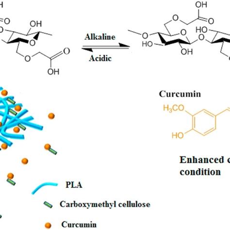 Affecting Release Of Bioactive Compounds By Different Factors