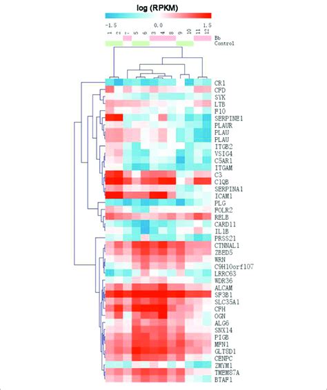 Heatmap Of Degs Identified By Rna Sequencing Showing The Hierarchical Download Scientific