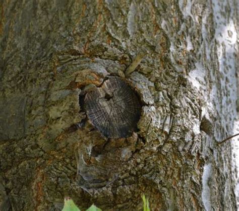 Tree Pruning Tips And My Year Experiment Mike S Backyard Nursery