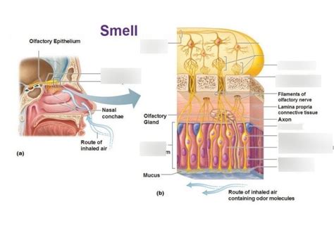 Olfactory Diagram Diagram Quizlet