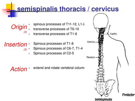 Semispinalis Thoracis Origin And Insertion