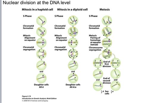 molecular basis of mendelian inheritance patterns flashcards quizlet