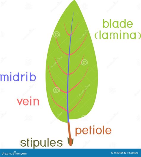 Plant Structure And Cross Section Botanical Biology Labeled Diagrams