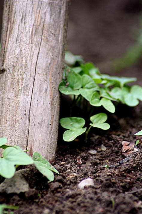 Regeneration After The Fire Our Lady Of Lust And GraceOur Lady Of Lust And Grace