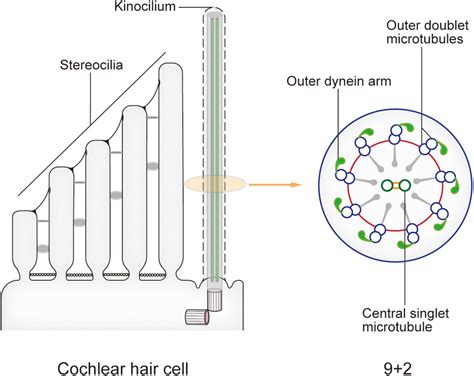 Cochlear Hair Cells