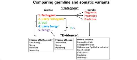 Comparison Of Germline And Somatic Variant Categories And Evidence The Comparison Of Germline And Somatic Variant Categories And Evidence The