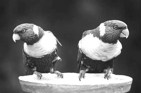 如何在 Gimp 中将图像变成黑白色